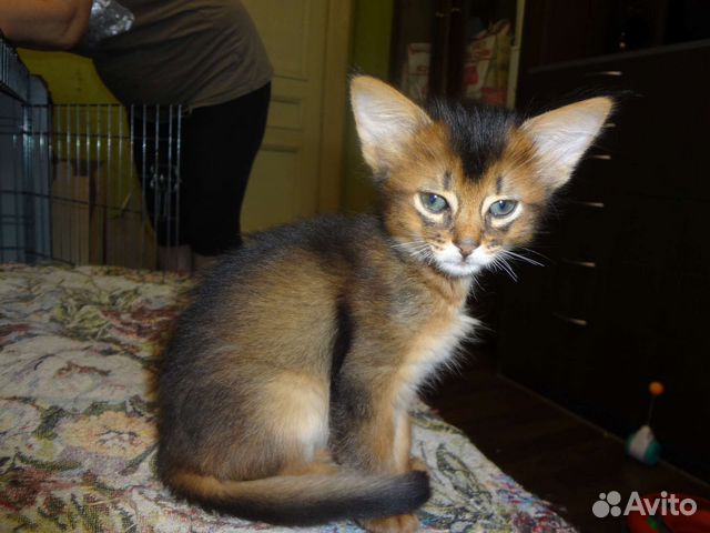 Сомалийский мальчик