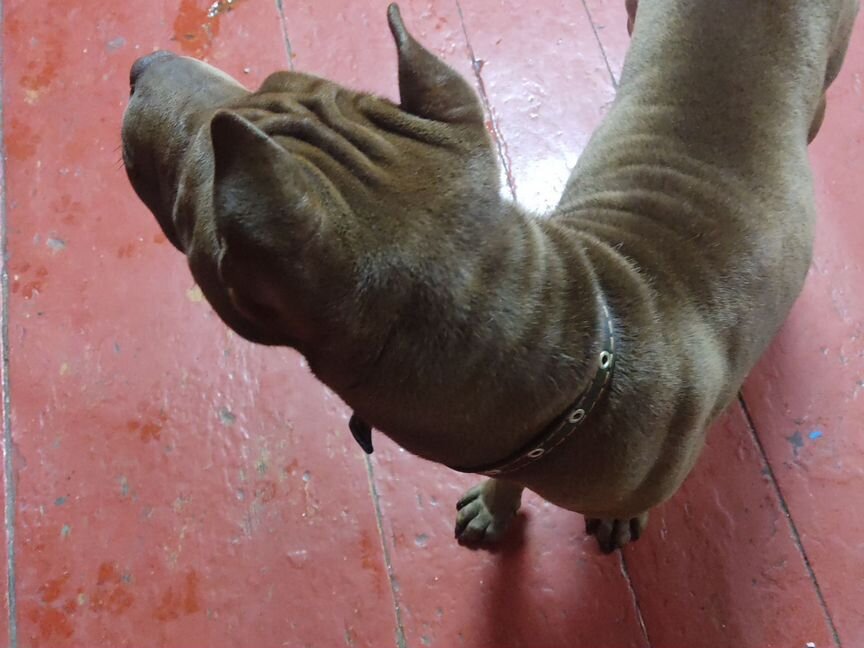 Отдам в добрые руки