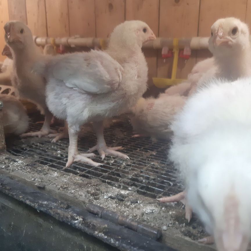 Бролера росс 308