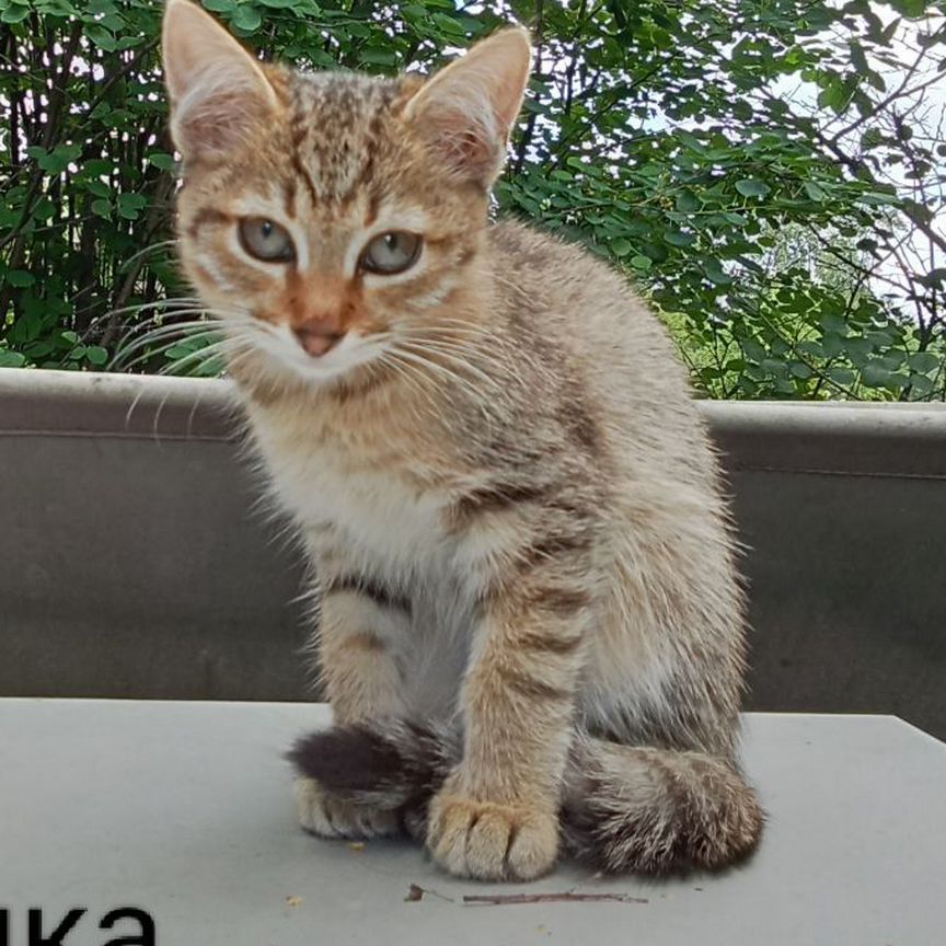 Котёнок в добрые руки