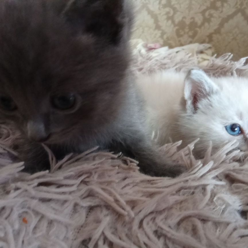 Отдаю котят