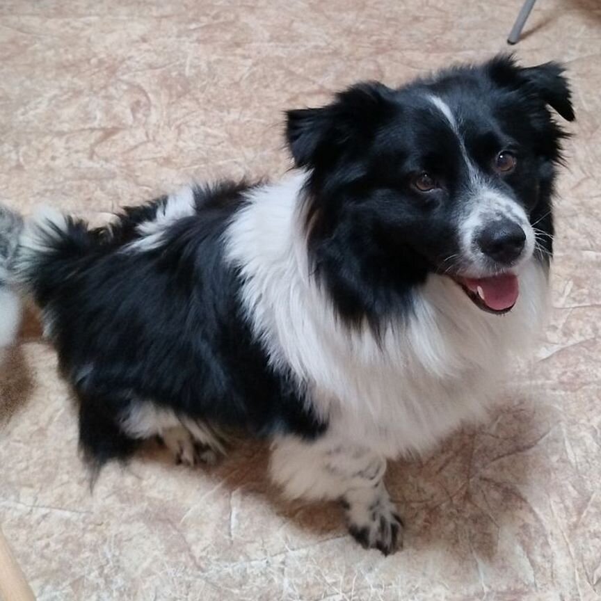 Взрослый пёс в добрые руки