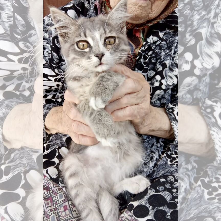 Котенок отдам бесплатно