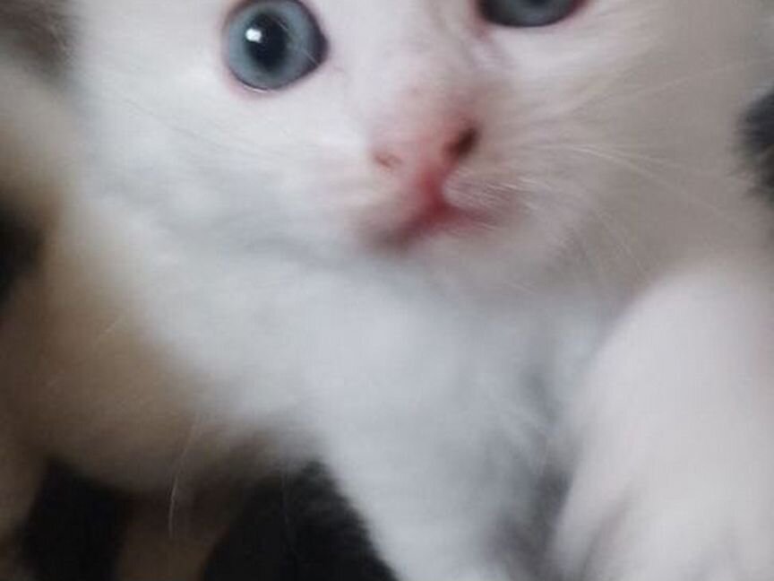 Котятки в добрые руки