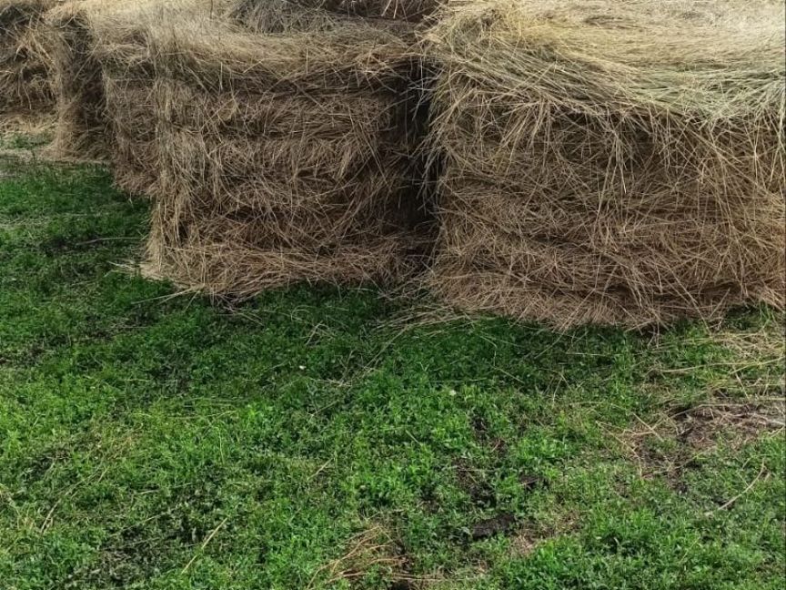 Продам сено в рулонах