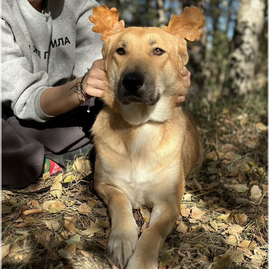 Собаки из приюта