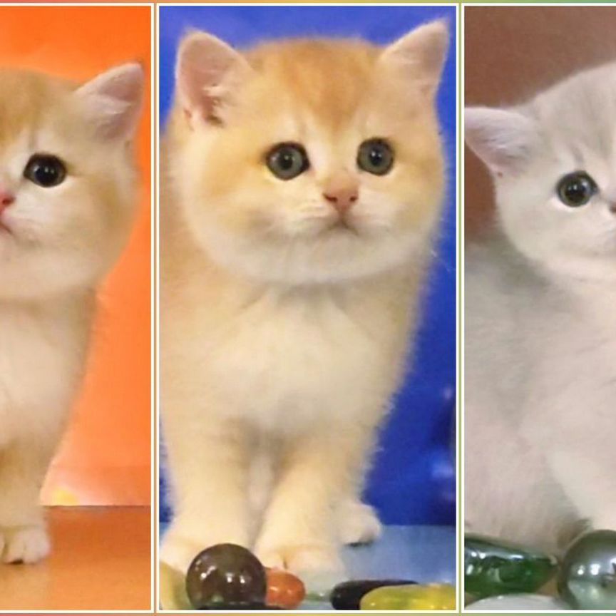 Британские малыши