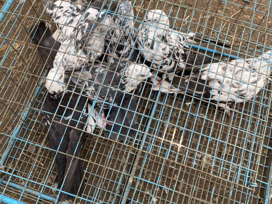 Продажа николаевских голубей