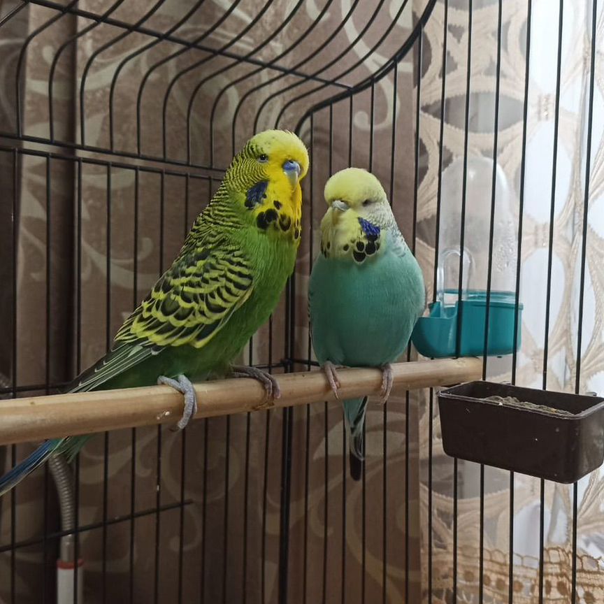 Волнистый попугай чехи пара