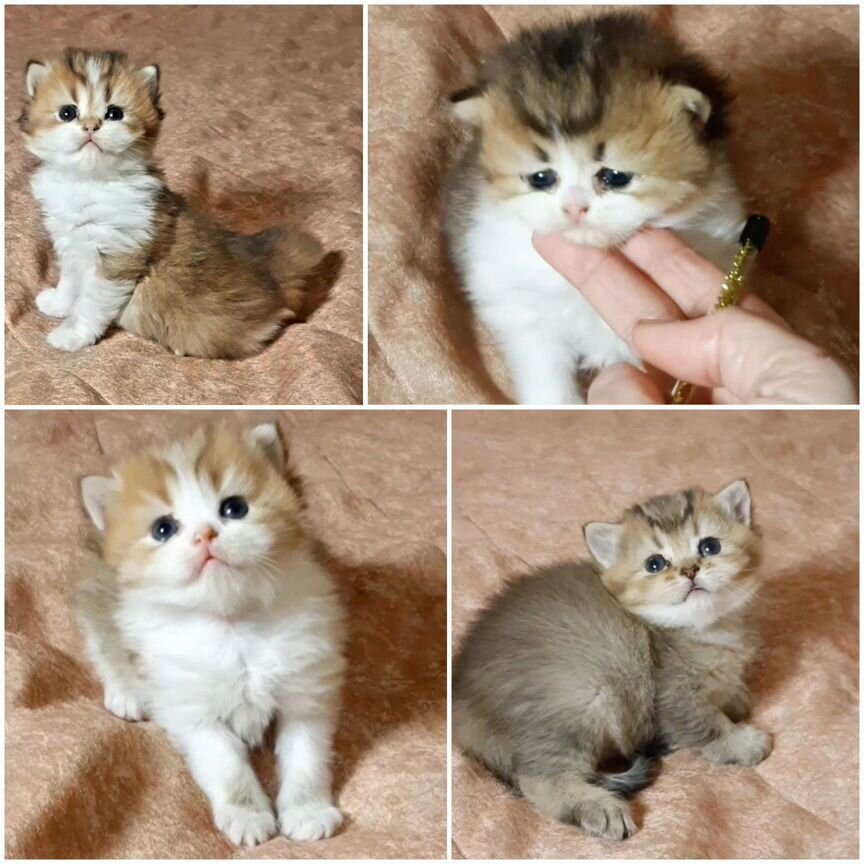 Британские золотые котята