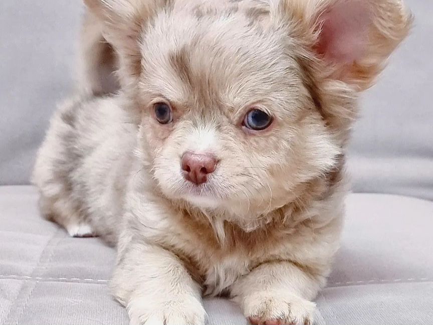 Чихуахуа мальчик мерле