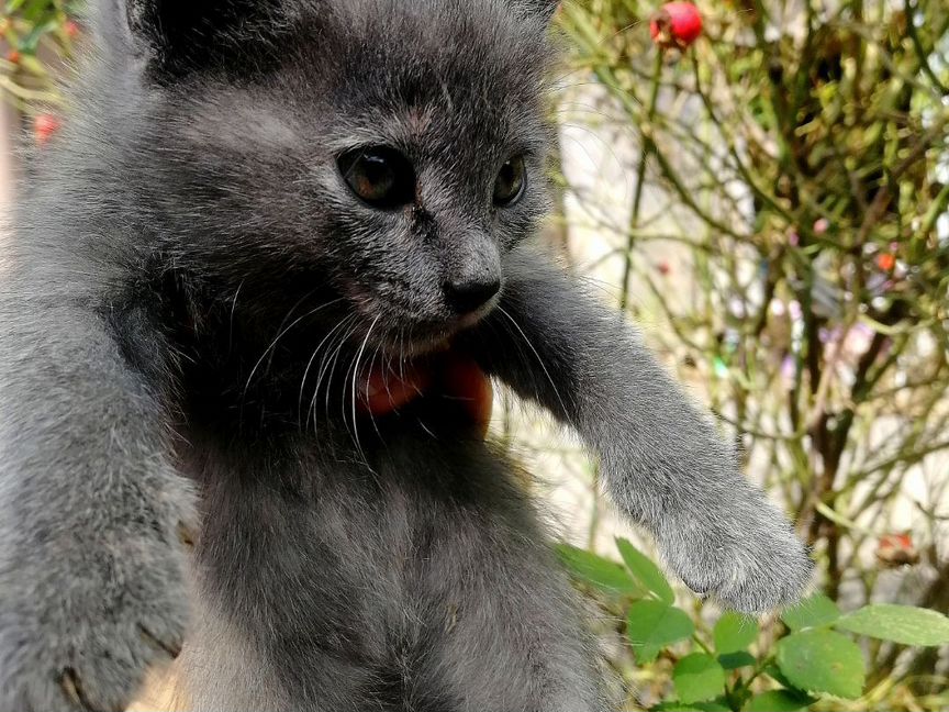 Котята ищут хозяев