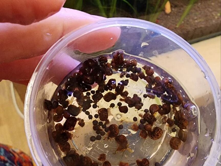 Улитки на корм