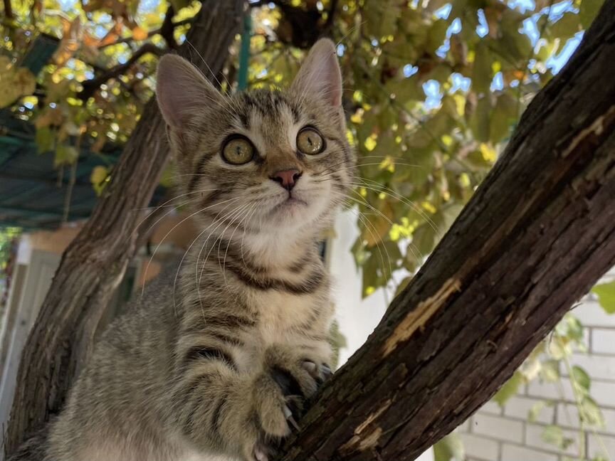 Котята отдам в добрые руки бесплатно