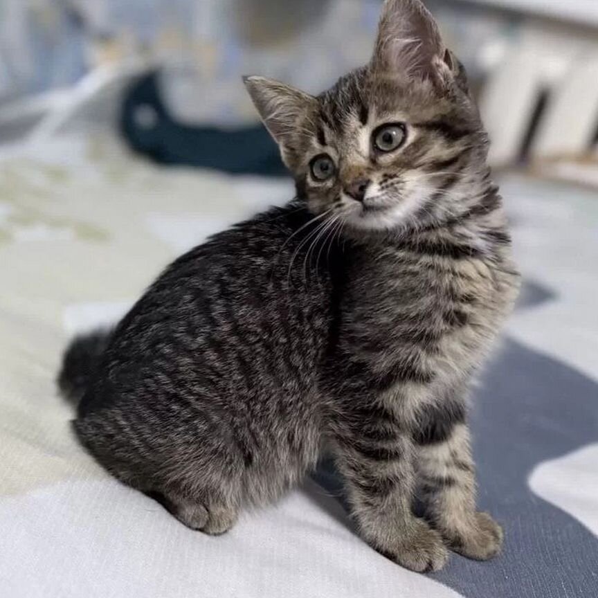Котенок 2 мес
