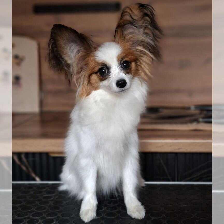 Континентальный той-спаниель папильон, щенок