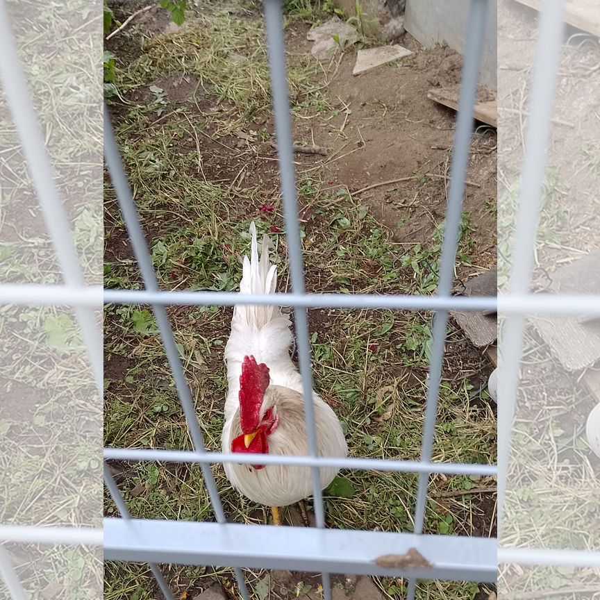Продам Петушка