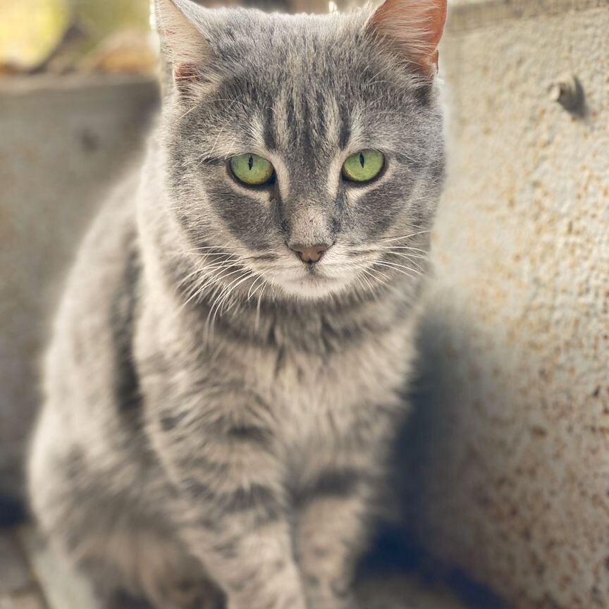 Красивая кошечка ищет дом
