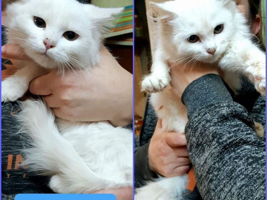 Белоснежный котик в добрые руки