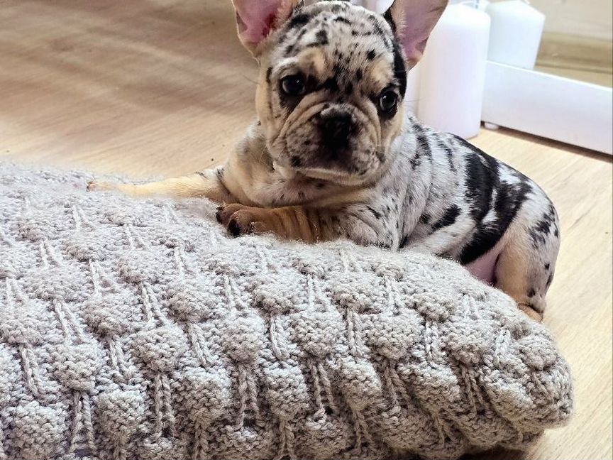 Французский бульдог мерле