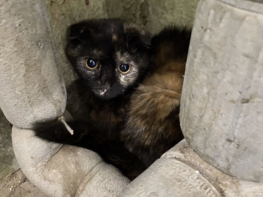 Кошечке нужен дом