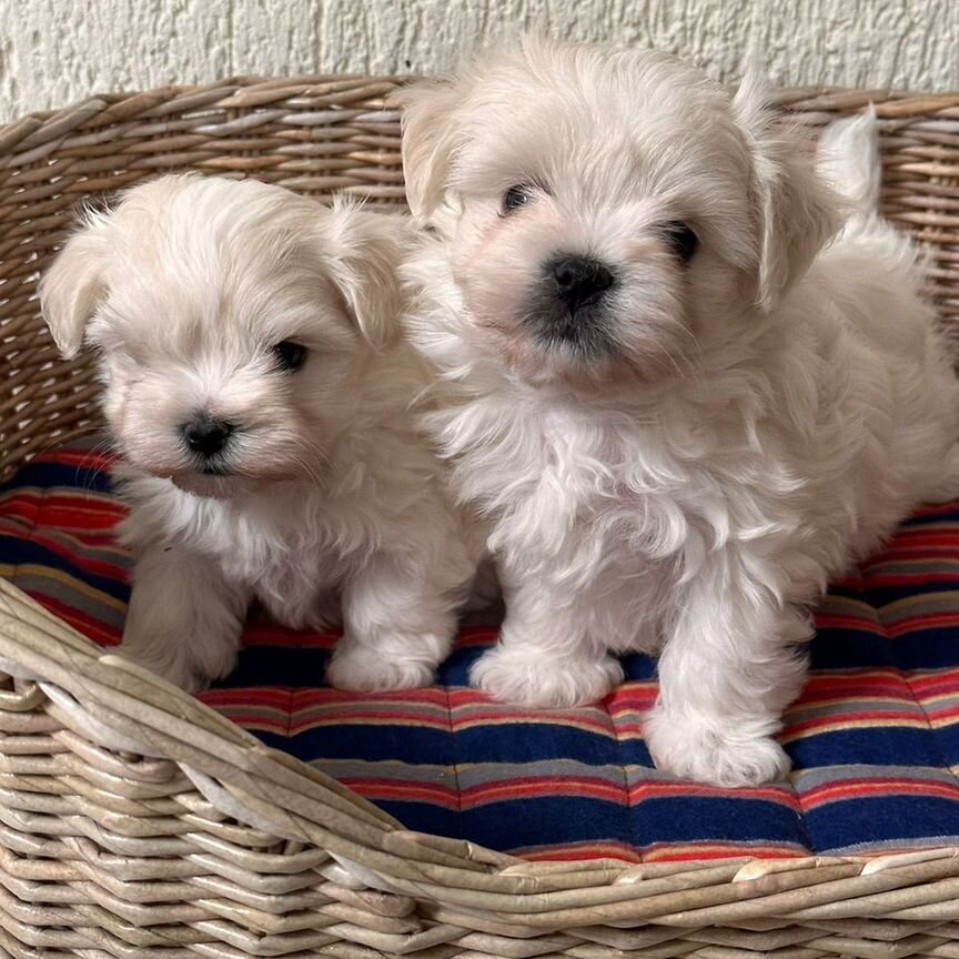 Мальчишки мальтезе