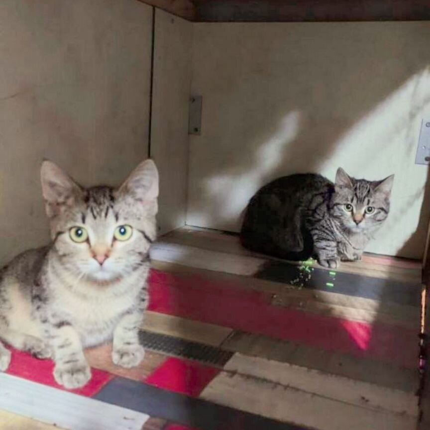 Милые котята ищут дом