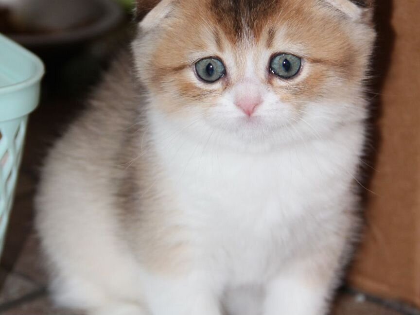 Шотландские золотые котята