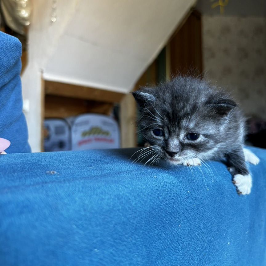 Котята девочки 2