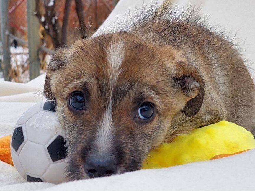 Лапушка щеночек в добрые руки