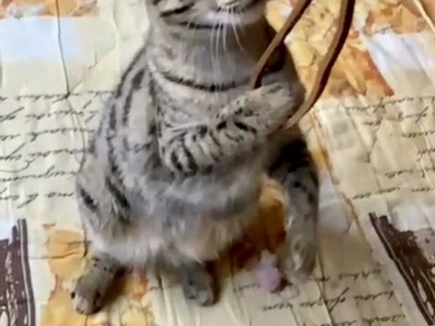 Саванна ф1 мальчик
