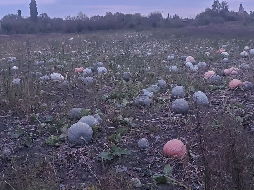 Тыквы кормовые турецкие и русские