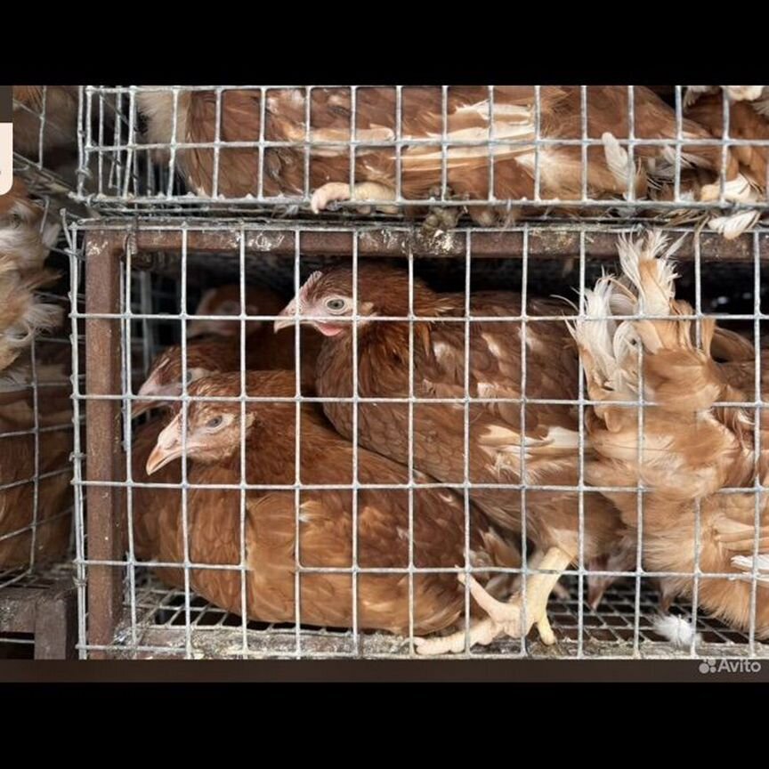 Продажа петухов родонит