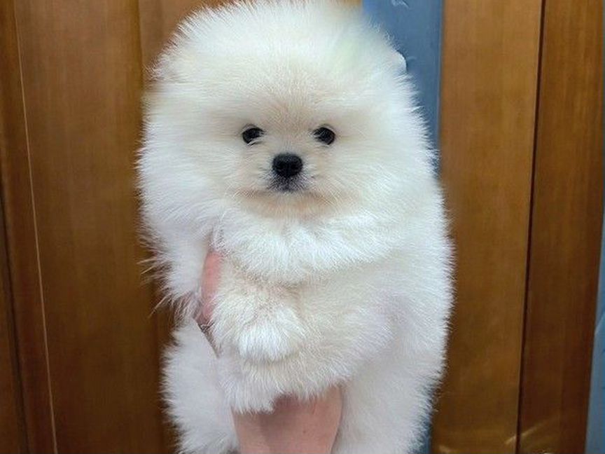 Померанский шпиц, белые,курносые мальчики и девочк