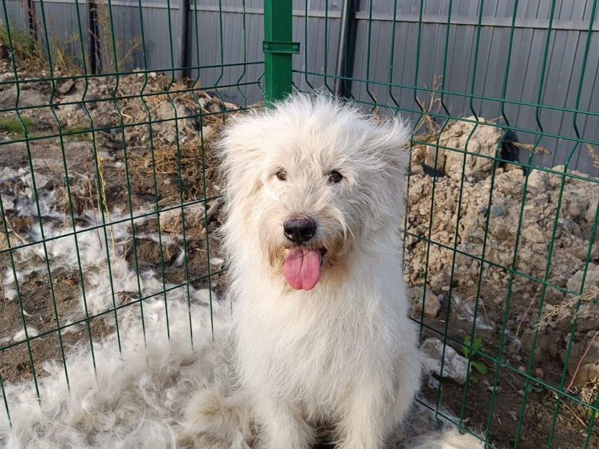 Южнорусская овчарка