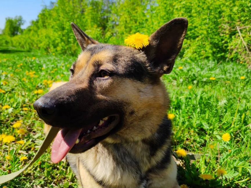 Собака в добрые руки