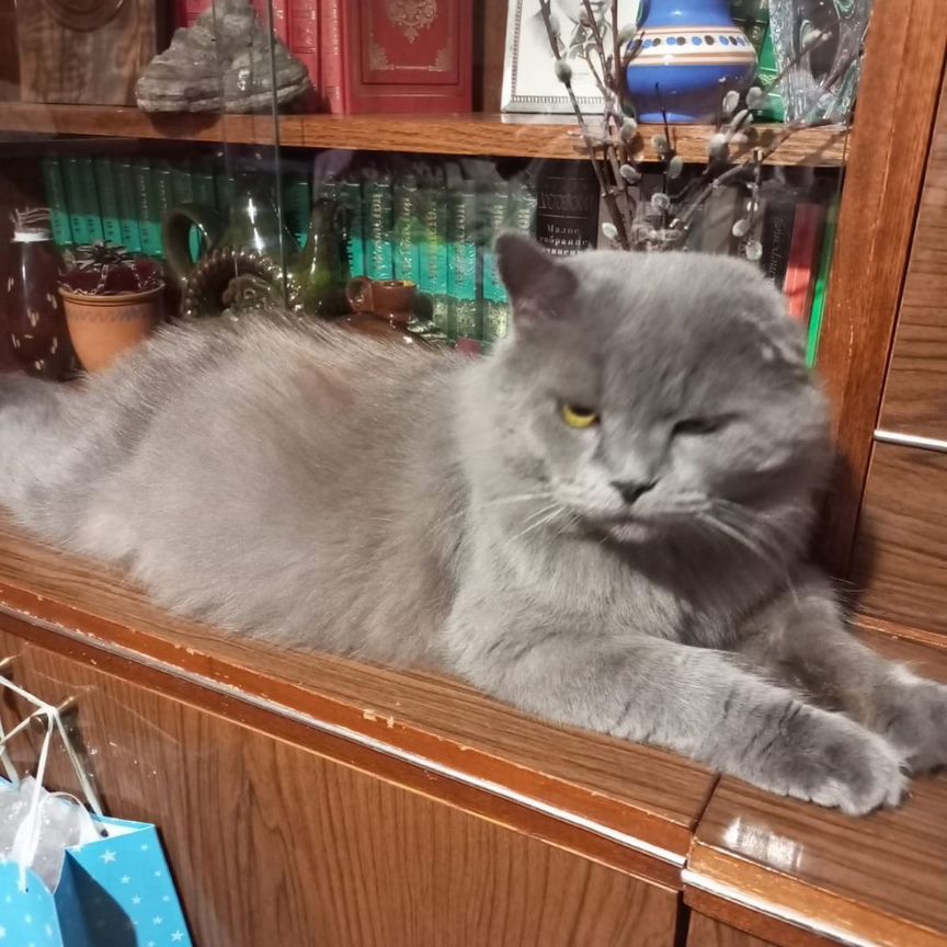 Шикарный, пушистый котик в добрые ручки