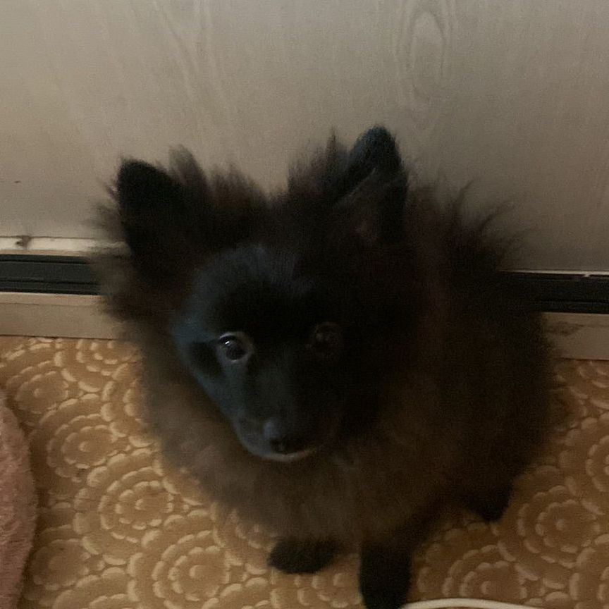 Продаю шпица