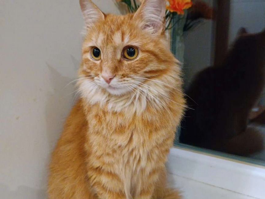 Кошка