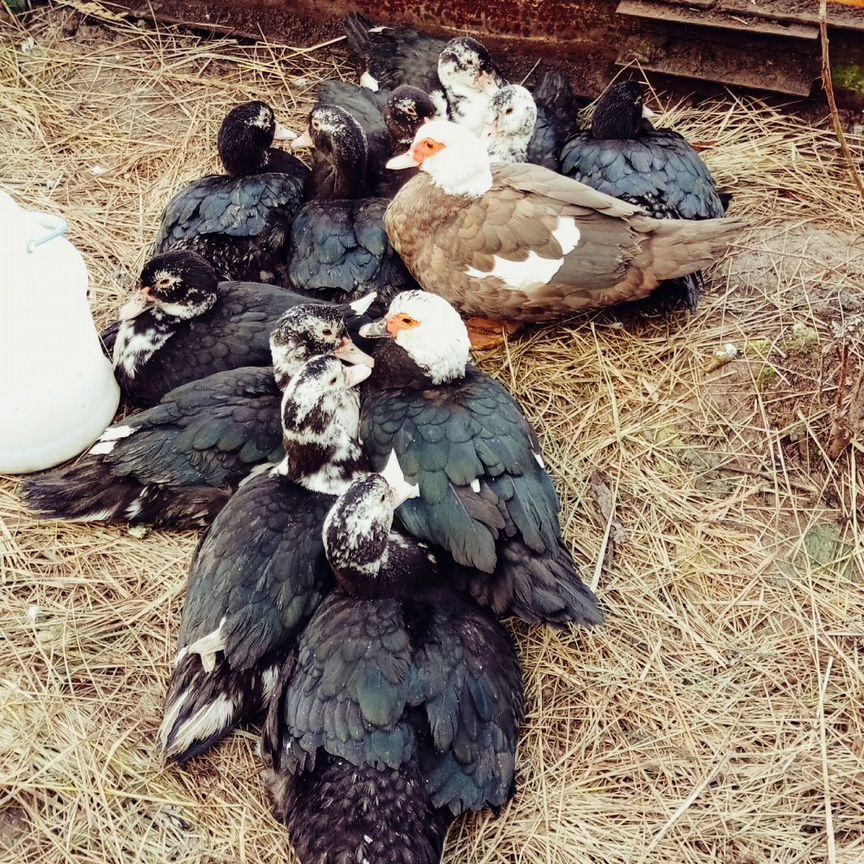 Семья индоуток