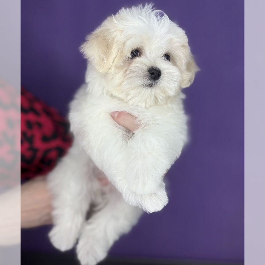 Мальтийская болонка, щенок