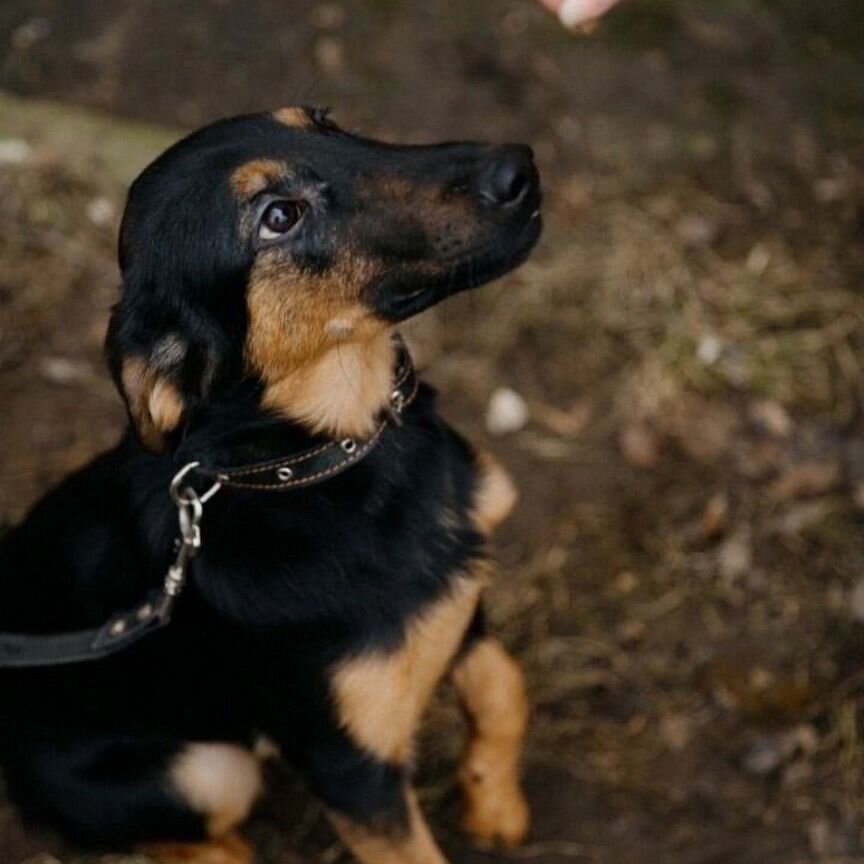 Собака в добрые руки