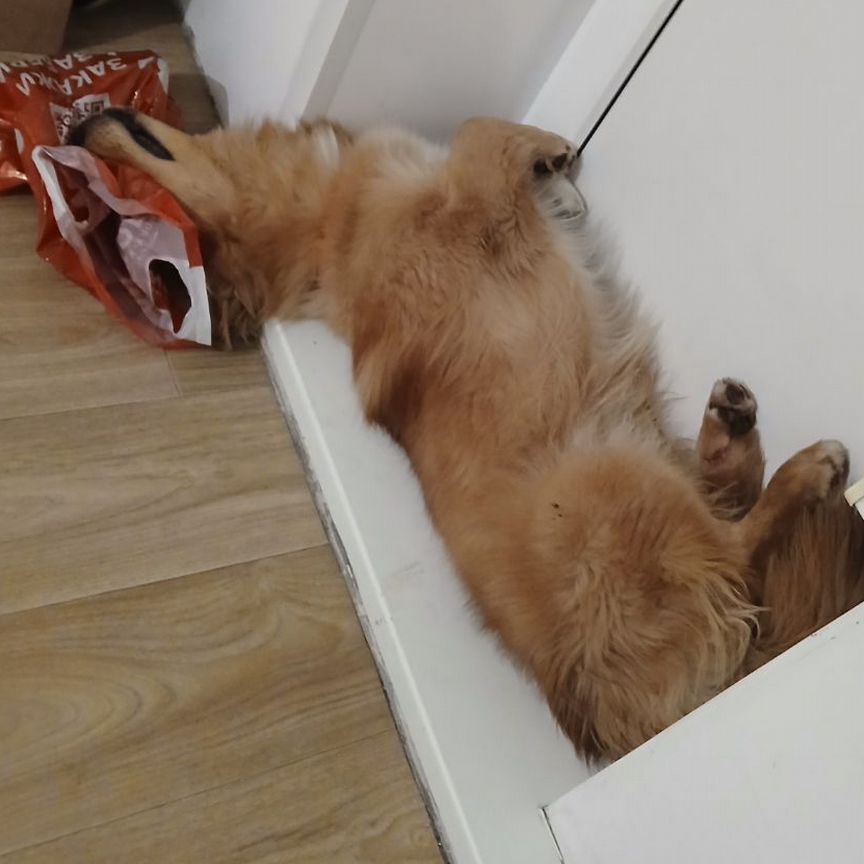 Взрослая собака в добрые руки