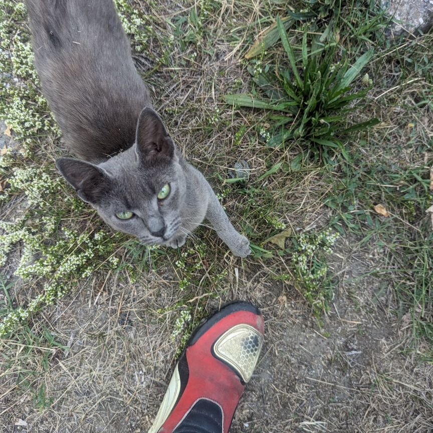 Молодая кошечка