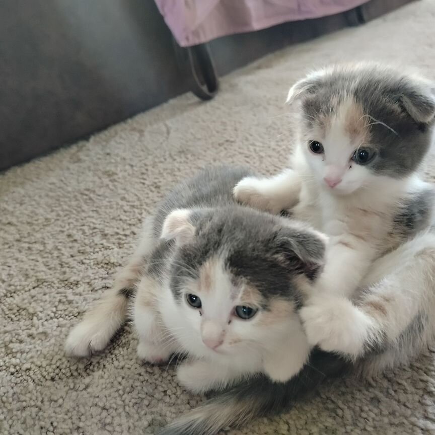 Кошки вислоухие