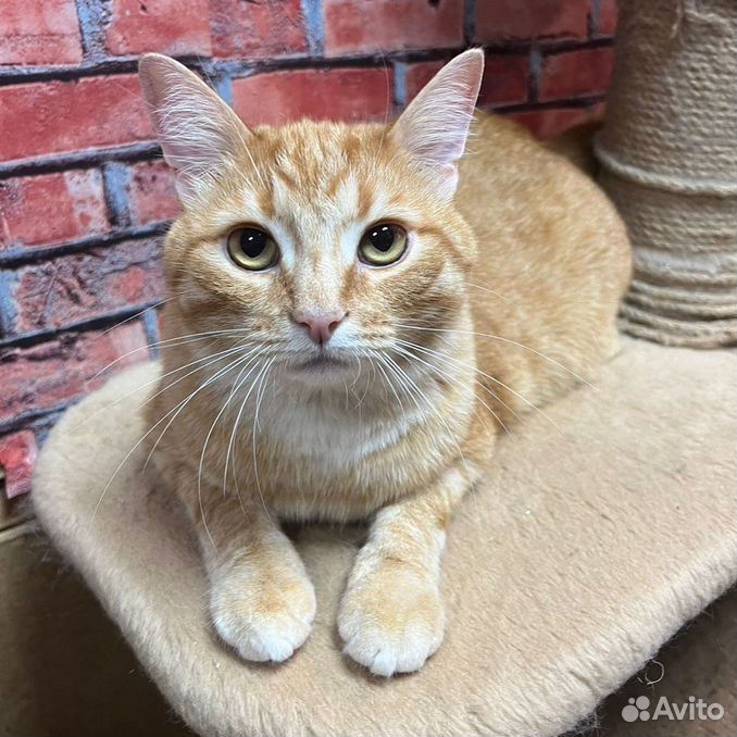 Красавец кот Василий 2 года ищет дом