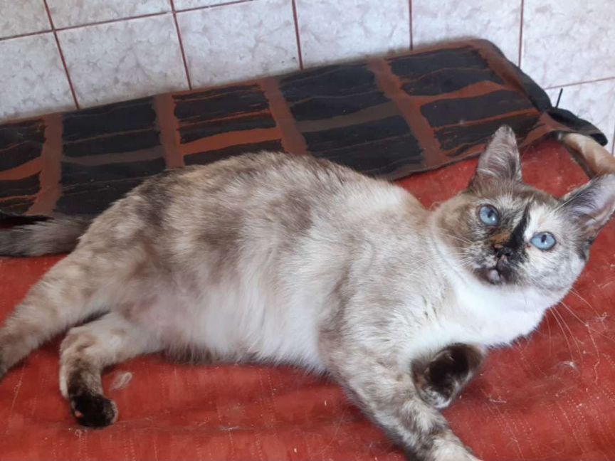 Кошка