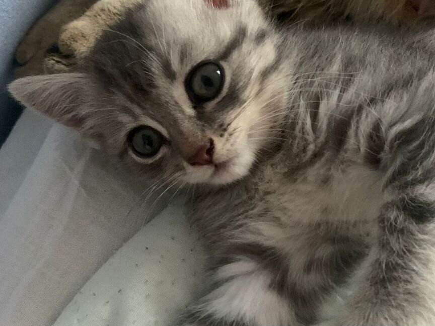 Изумительная кроха в добрые руки