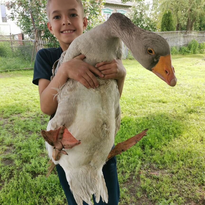 Гусь бойцовый на племя