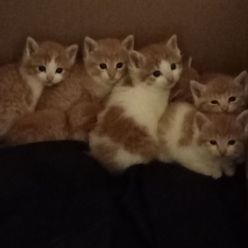 Котята в добрые руки
